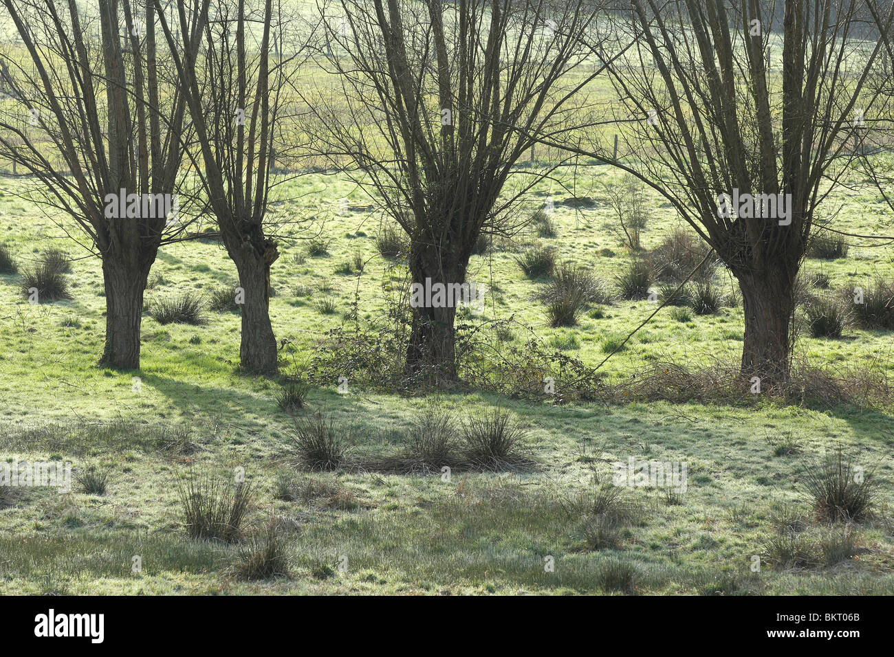 Grasland met Pitrus (Juncus effusus) en knotwilgen (Salix sp.) in ...