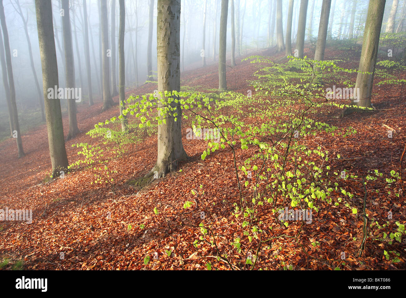 Verjonging van Beuk (Fagus sylvatica) in Beukenbos, Vlaamse Ardennen ...