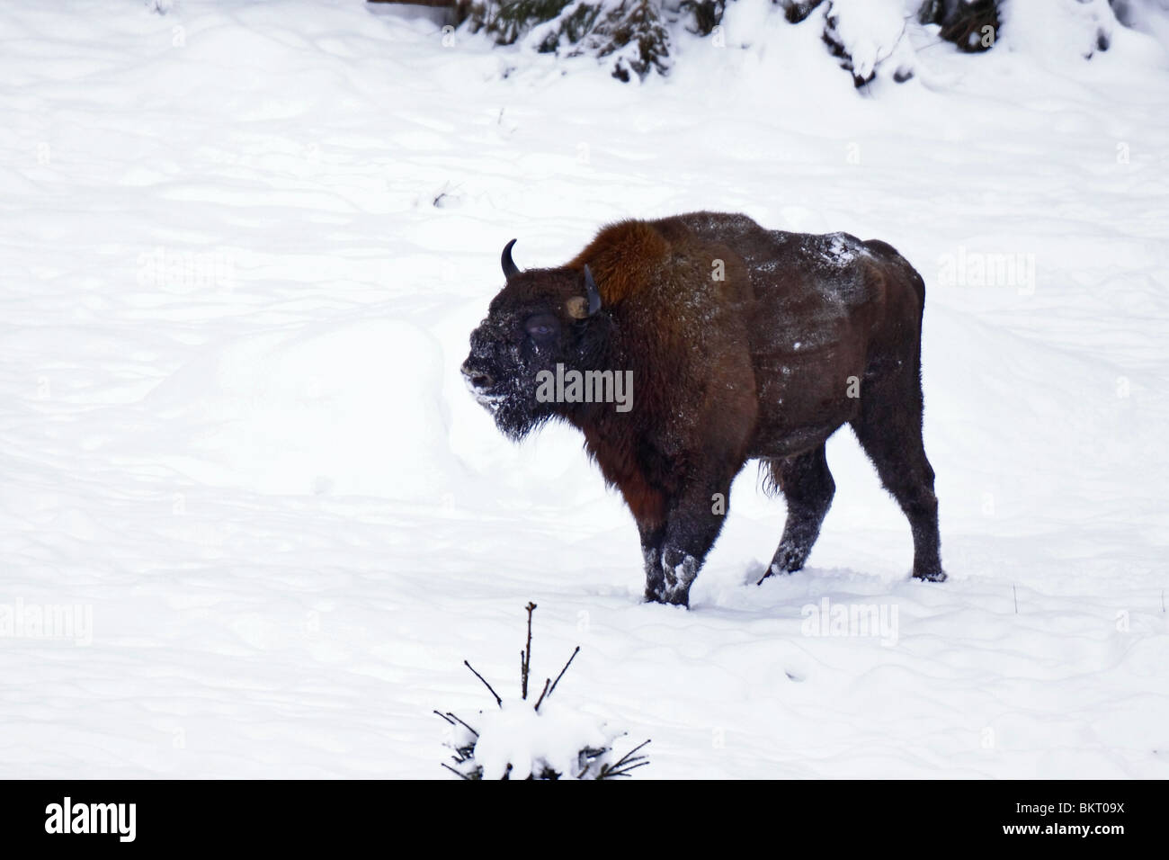 Wisent Bison High Resolution Stock Photography and Images - Alamy