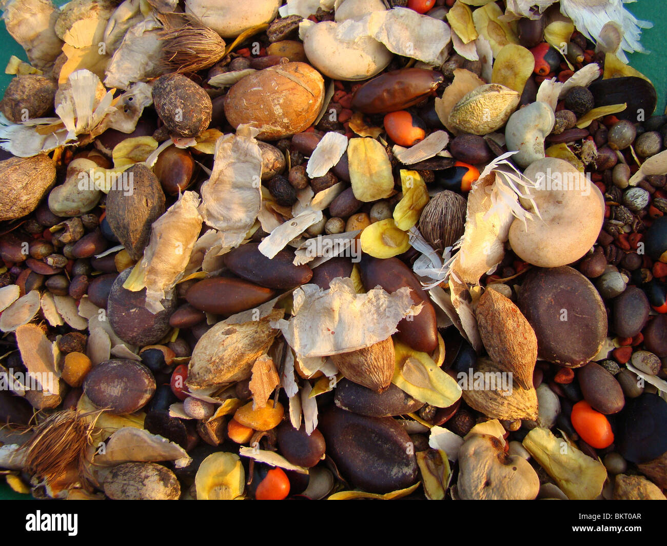 afforestation afforested agruculture amazone america assistance ...