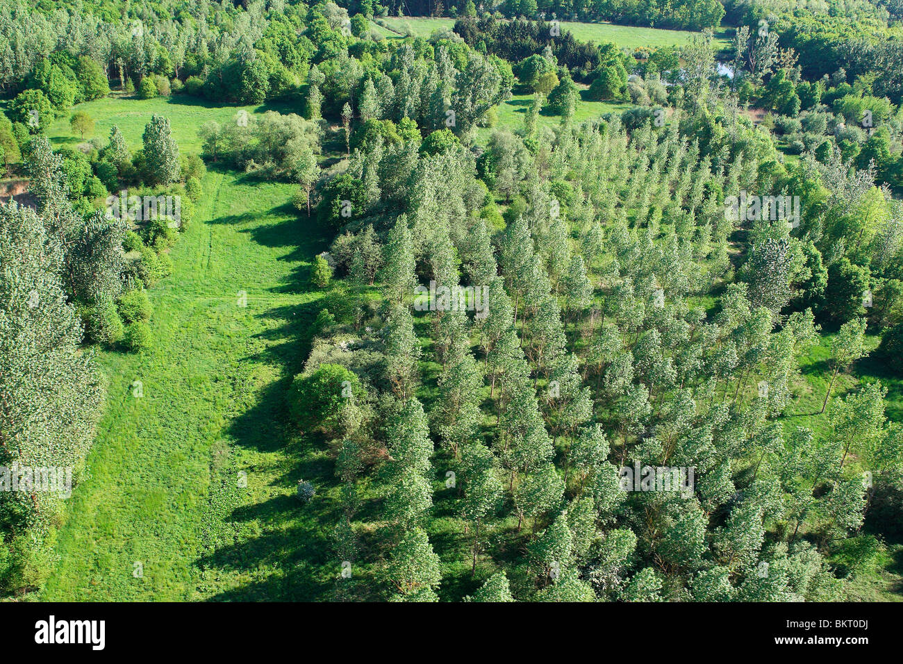 Populieren, bossen en graslanden vanuit de lucht, BelgiÃ« Poplars ...