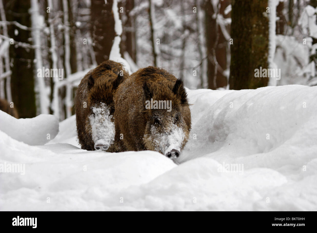 Wildschwein, sus, scrofa, wild, boar Stock Photo - Alamy