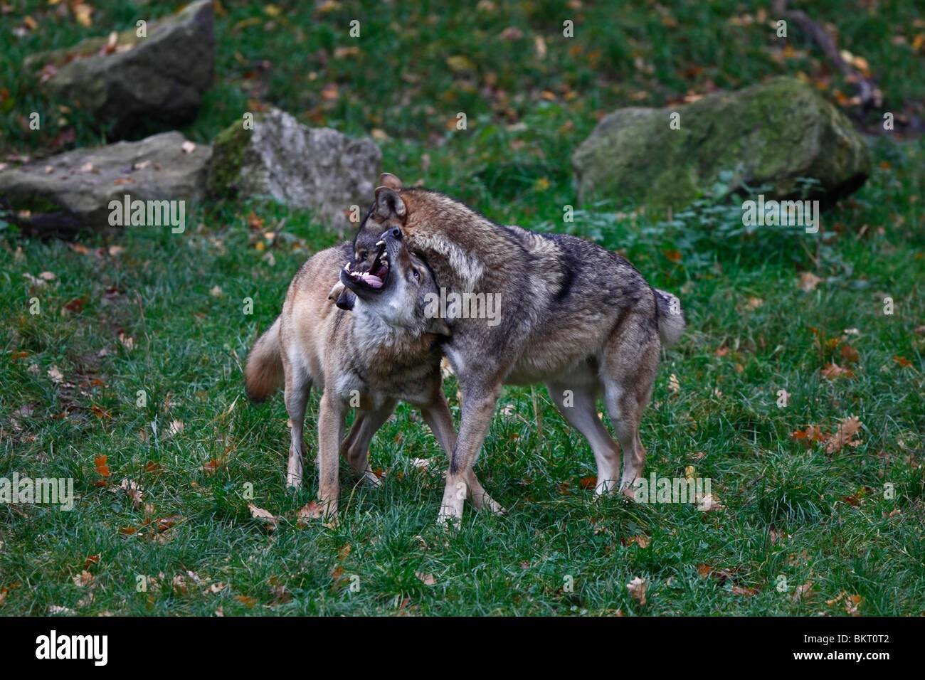 Wolf pack fighting hi-res stock photography and images - Alamy