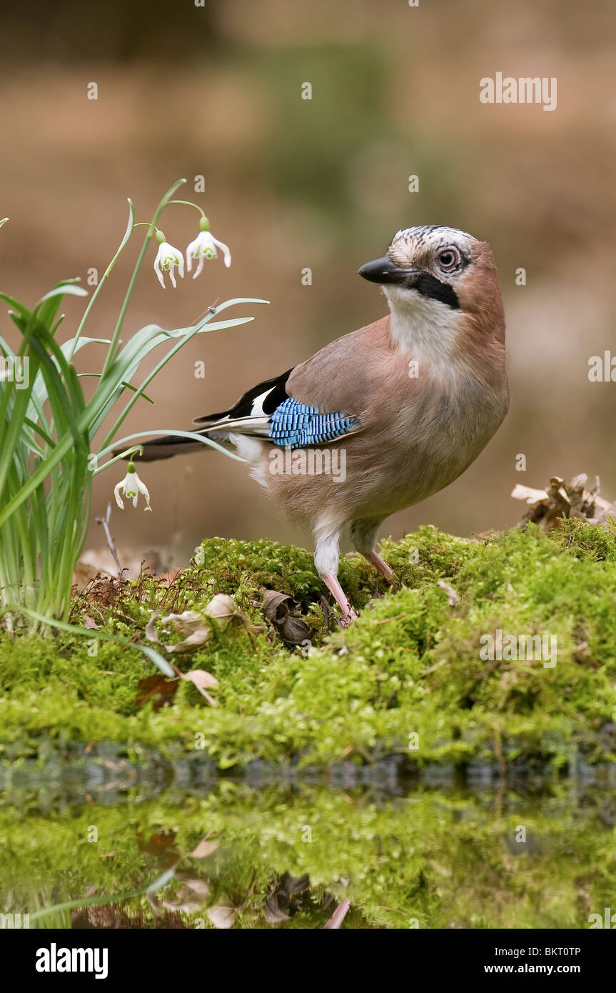 Jay on moss at pond with snowdrops Stock Photo - Alamy