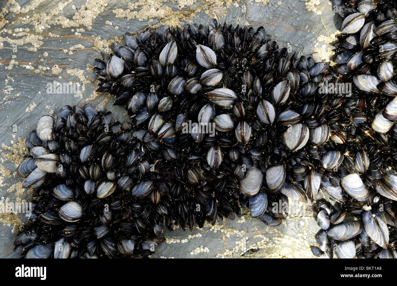 Mussels on the beach hi-res stock photography and images - Alamy