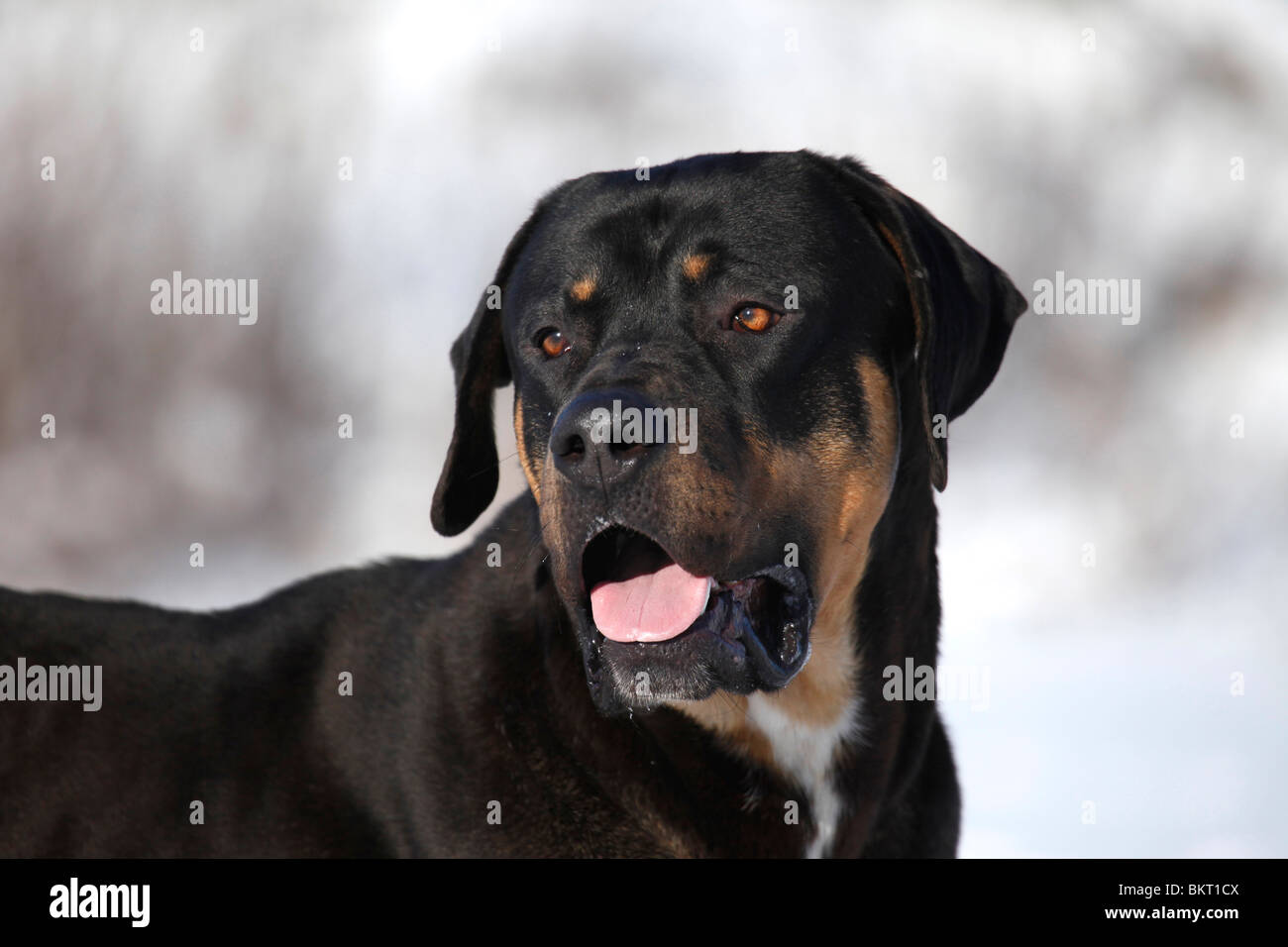 Tosa Inu Portrait Stock Photo - Alamy