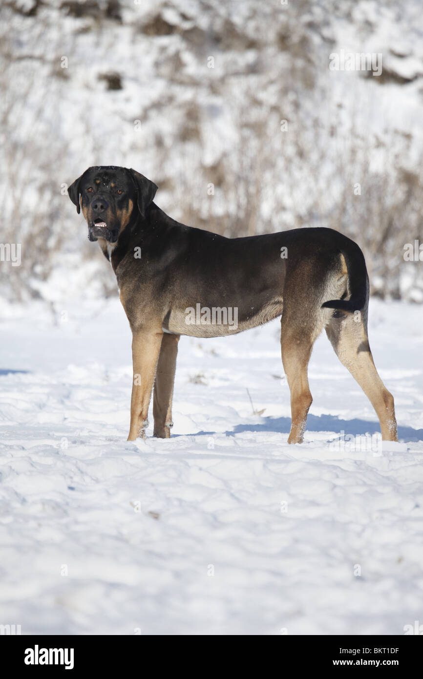 Tosa inus hi-res stock photography and images - Alamy