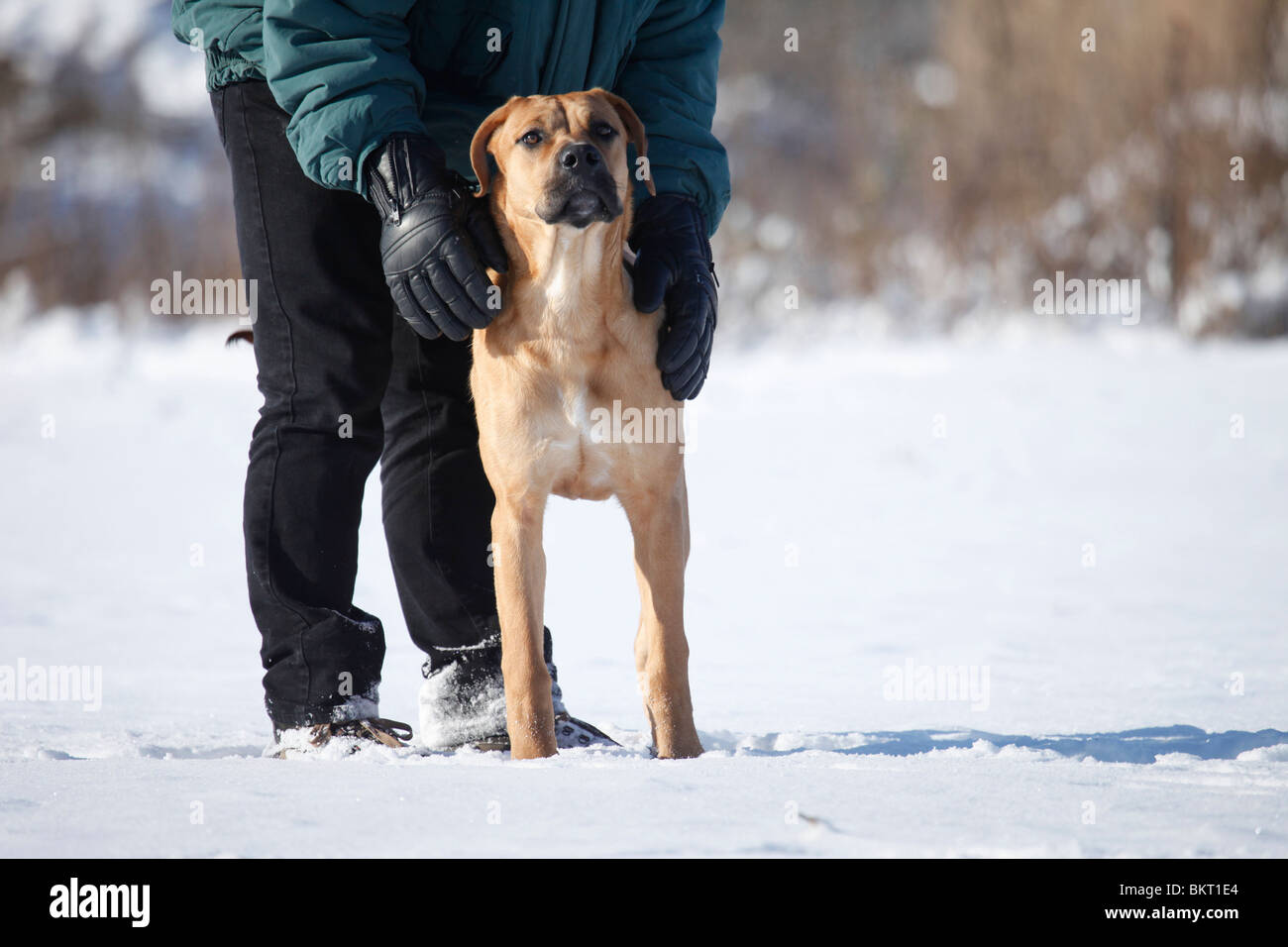 Tosa inus hi-res stock photography and images - Alamy