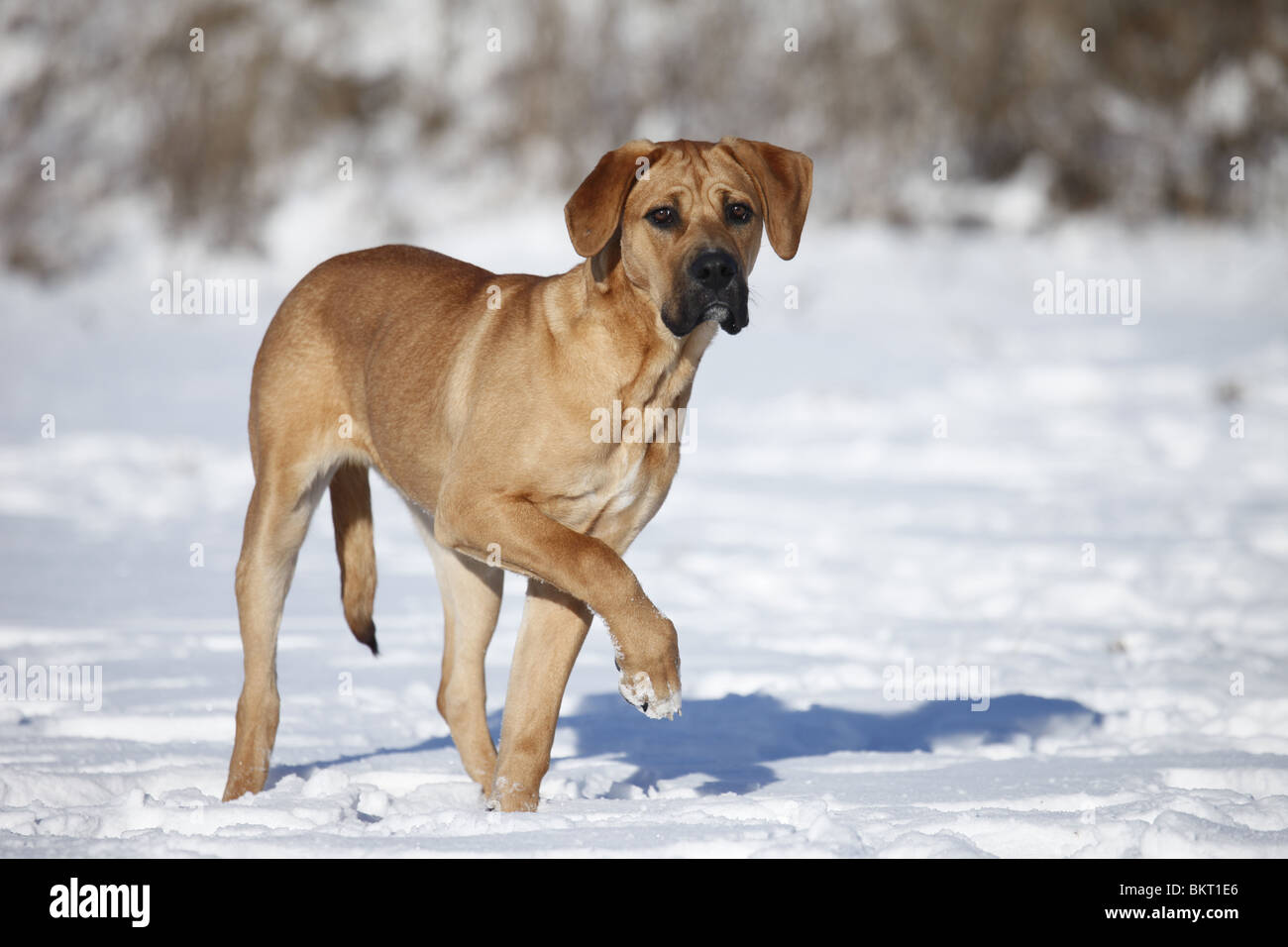 Tosa hund hi-res stock photography and images - Alamy