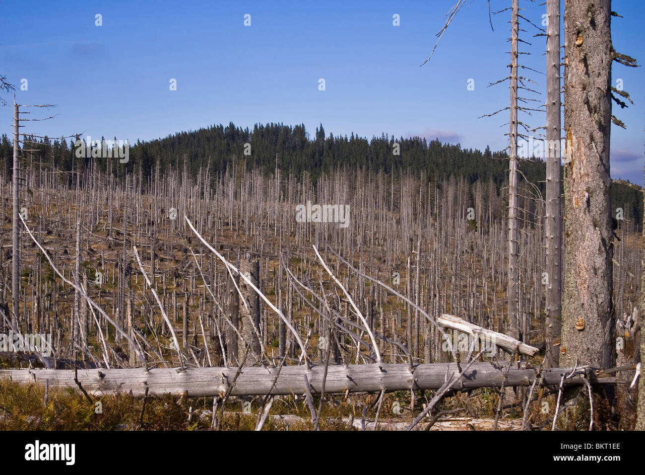 Forest decline in Sumava forest Stock Photo - Alamy