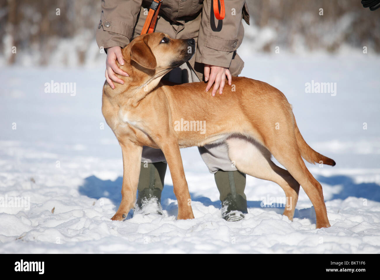 Tosa inu hi-res stock photography and images - Alamy
