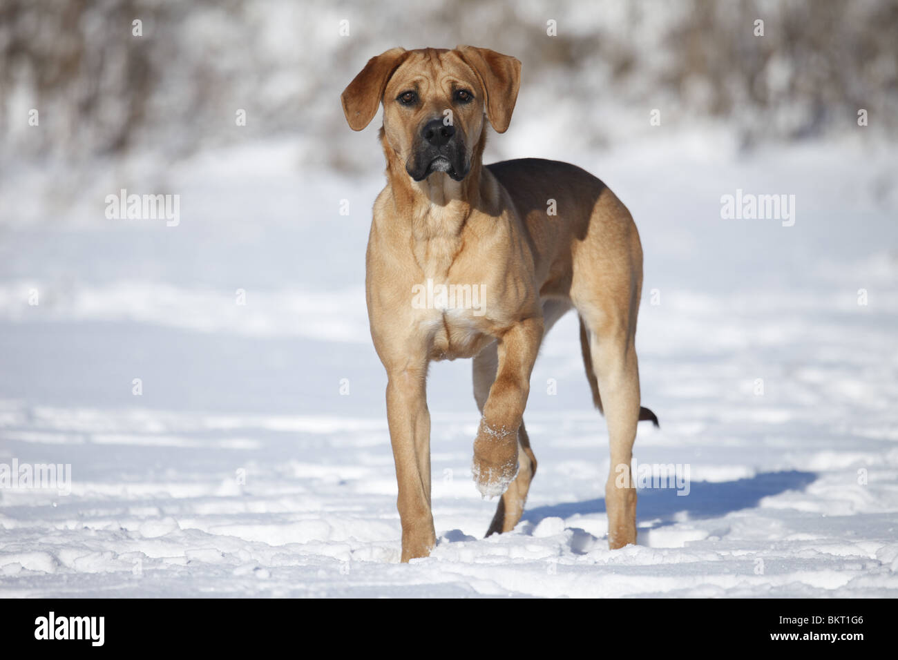 Sumo inu hi-res stock photography and images - Alamy