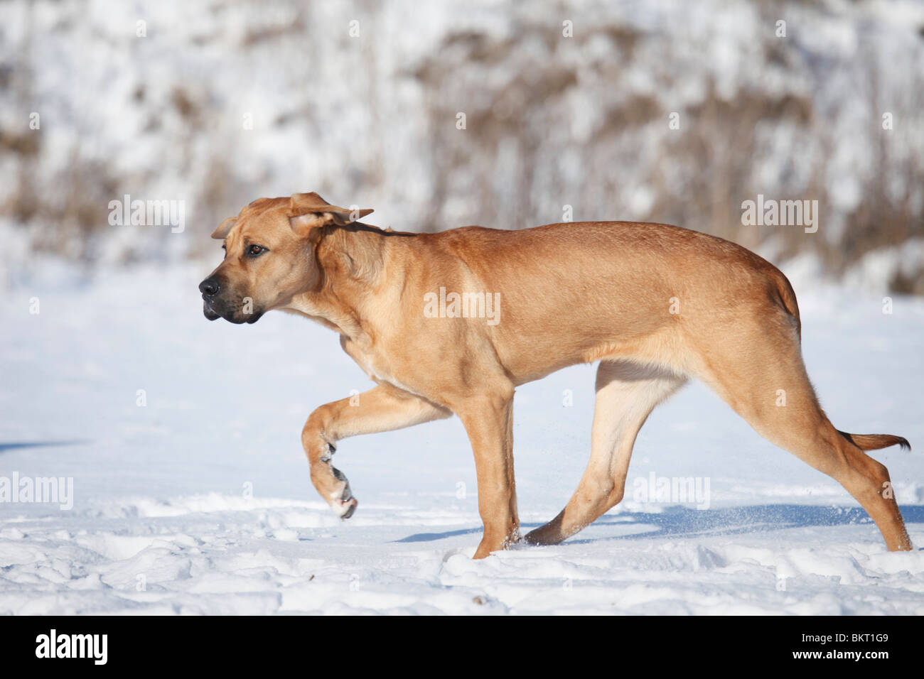 Tosa inus hi-res stock photography and images - Alamy