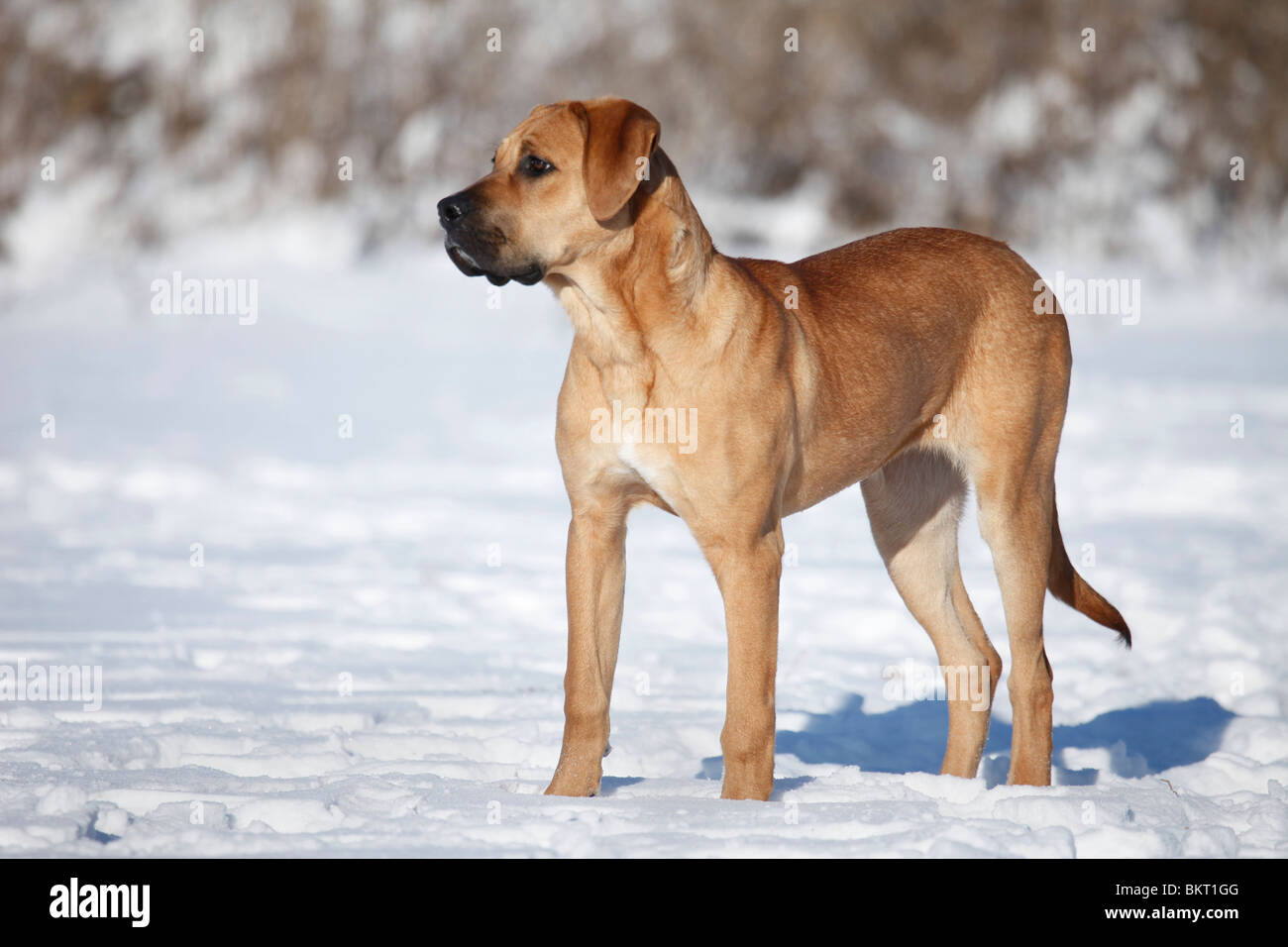 Tosa inus hi-res stock photography and images - Alamy