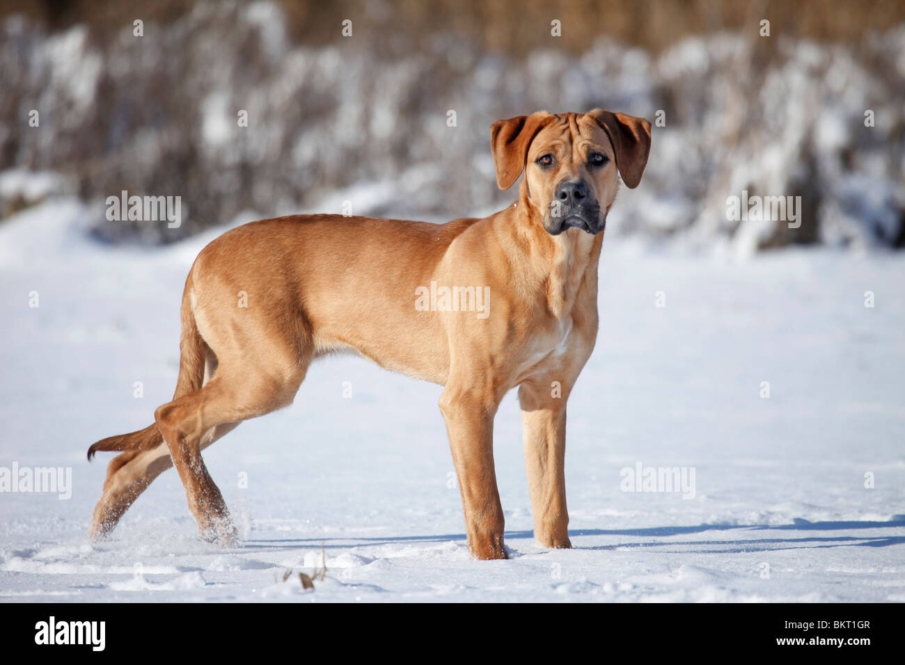 Tosa inu hi-res stock photography and images - Alamy