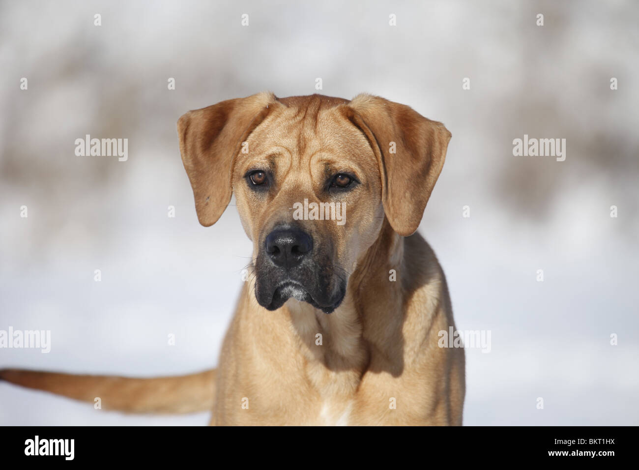 Tosa Inu Portrait Stock Photo - Alamy