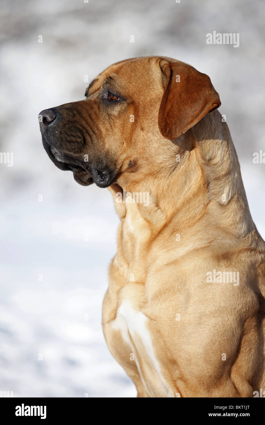 Tosa Inu Portrait Stock Photo - Alamy