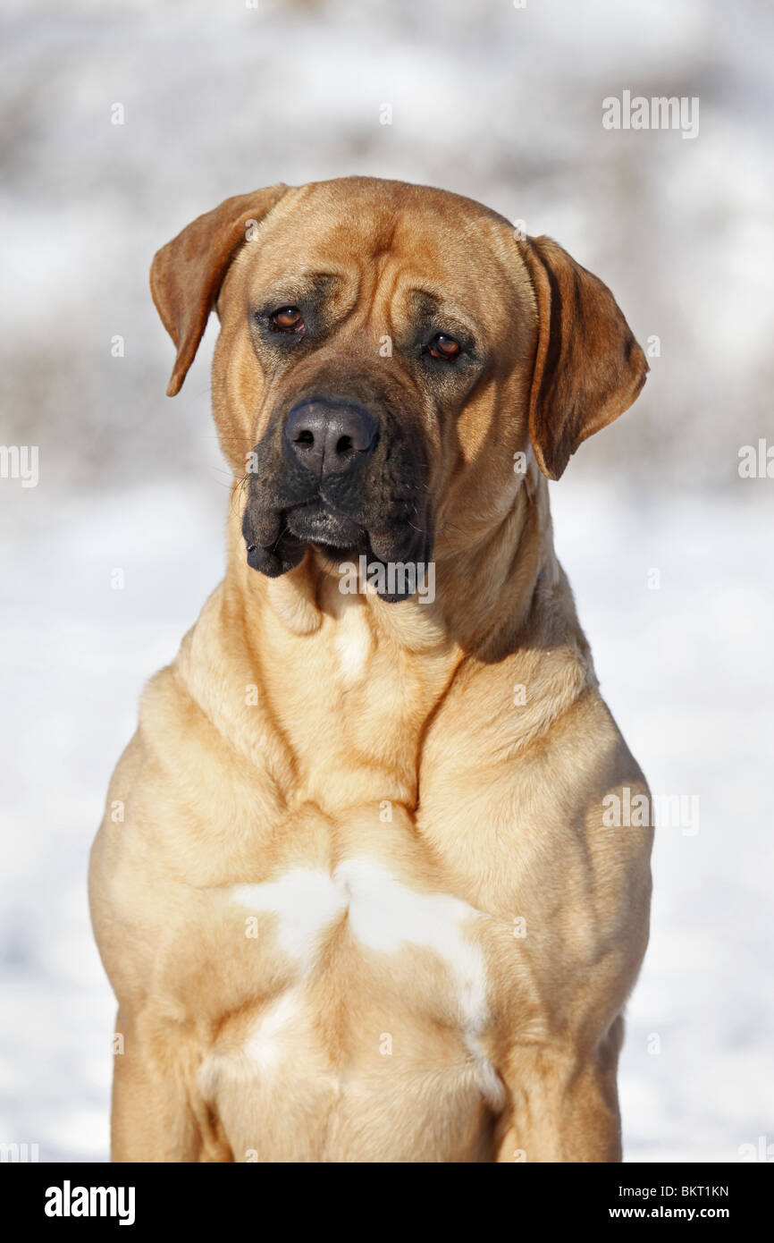 Tosa Inu Portrait Stock Photo - Alamy