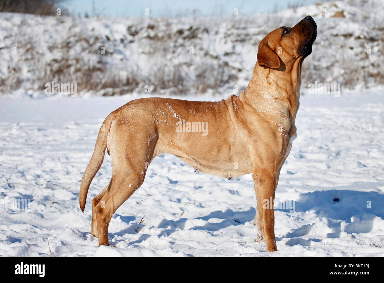 Tosa hund hi-res stock photography and images - Alamy