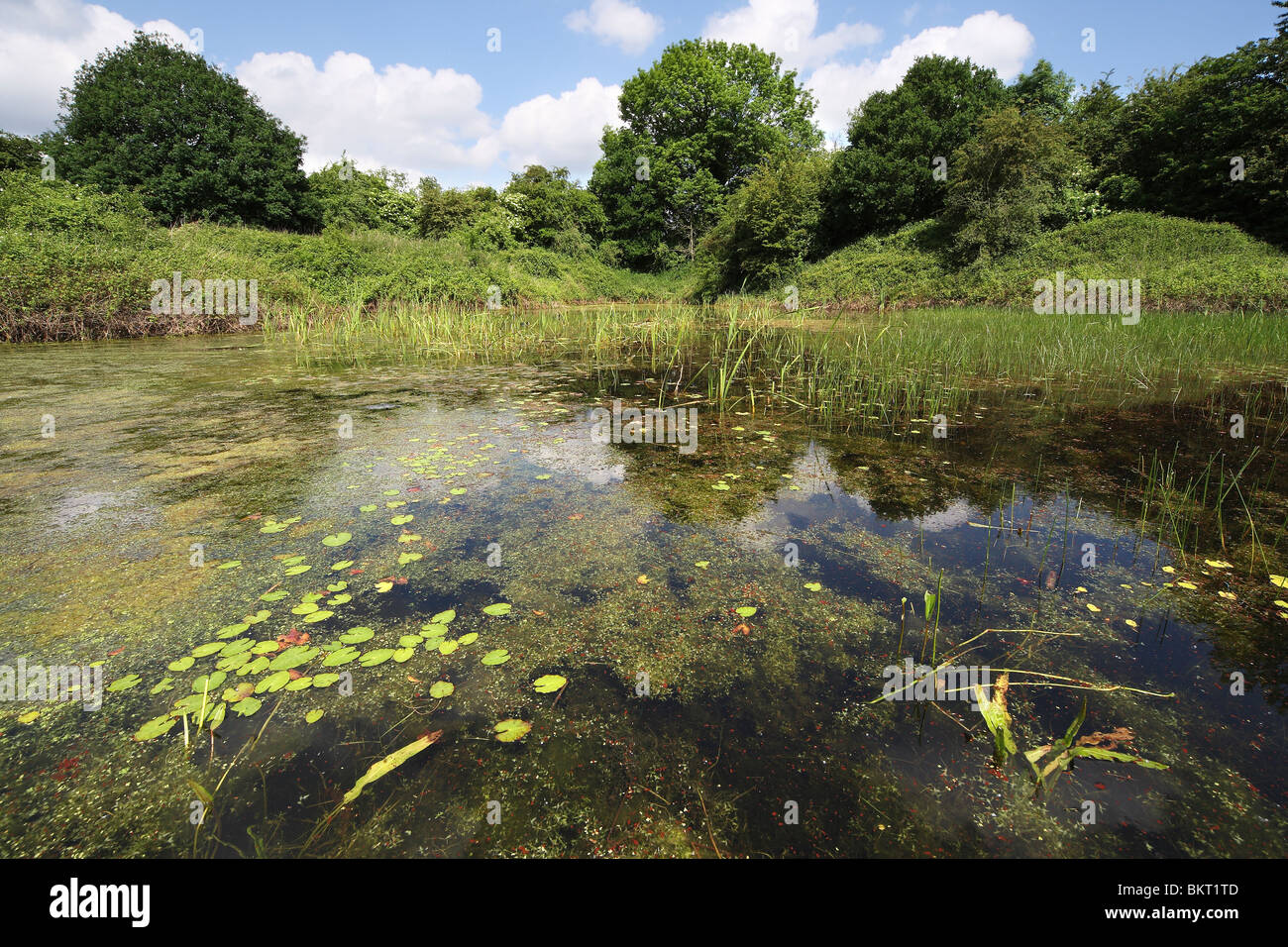 Waterplas in natuurreservaat hi-res stock photography and images - Alamy