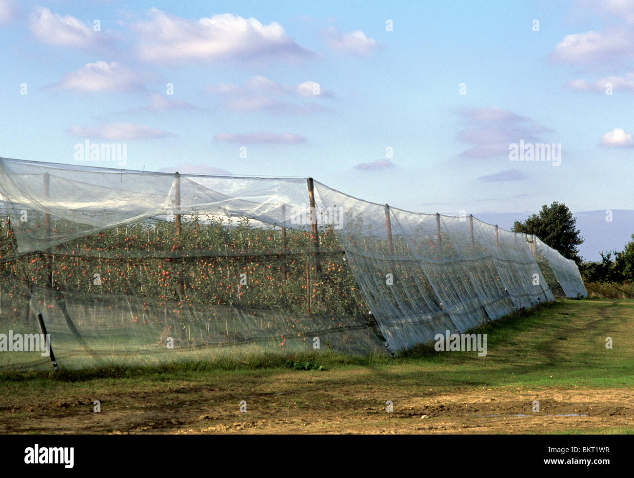 Micro orchard hi-res stock photography and images - Alamy