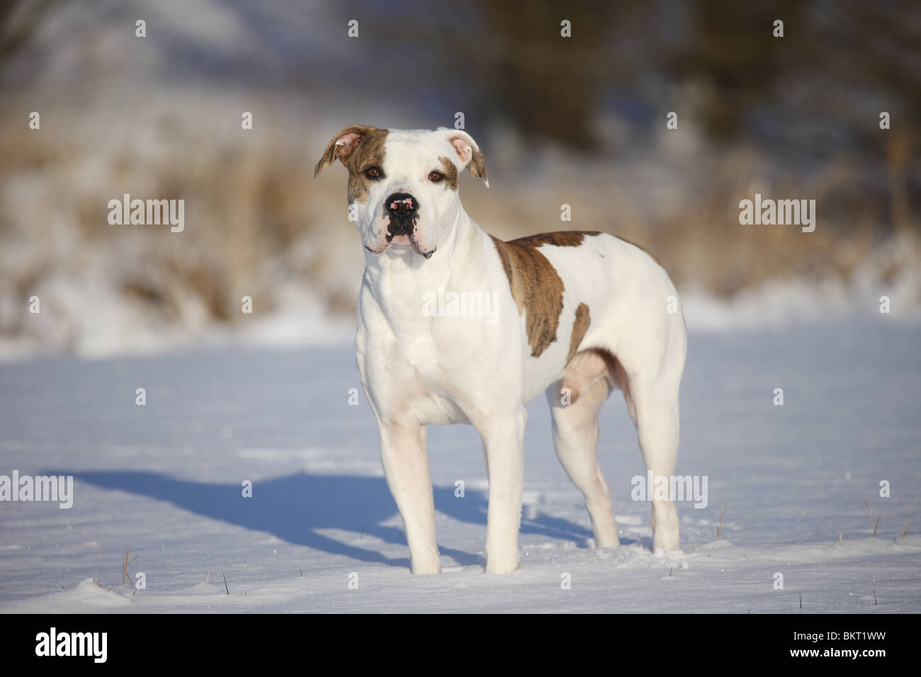 Standard American Bulldog
