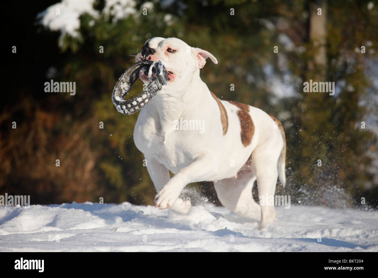 American bully snow hi-res stock photography and images - Alamy