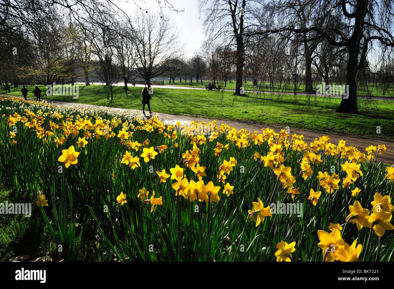 Daffodils in Hyde Park in spring, London Stock Photo - Alamy