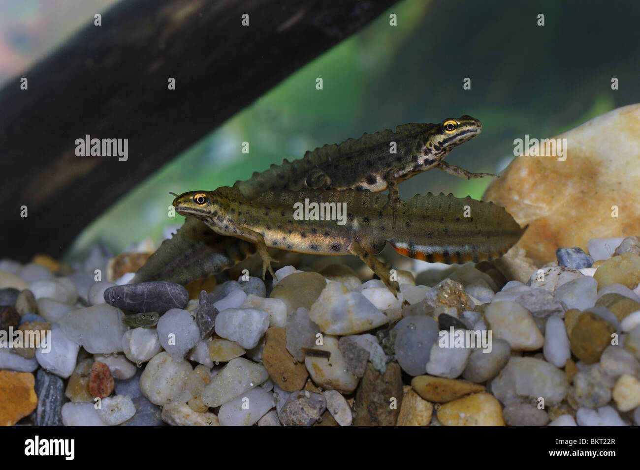 Teichmolch, Molch, Triturus, vulgaris, Lissotriton, Common, Newt Stock ...