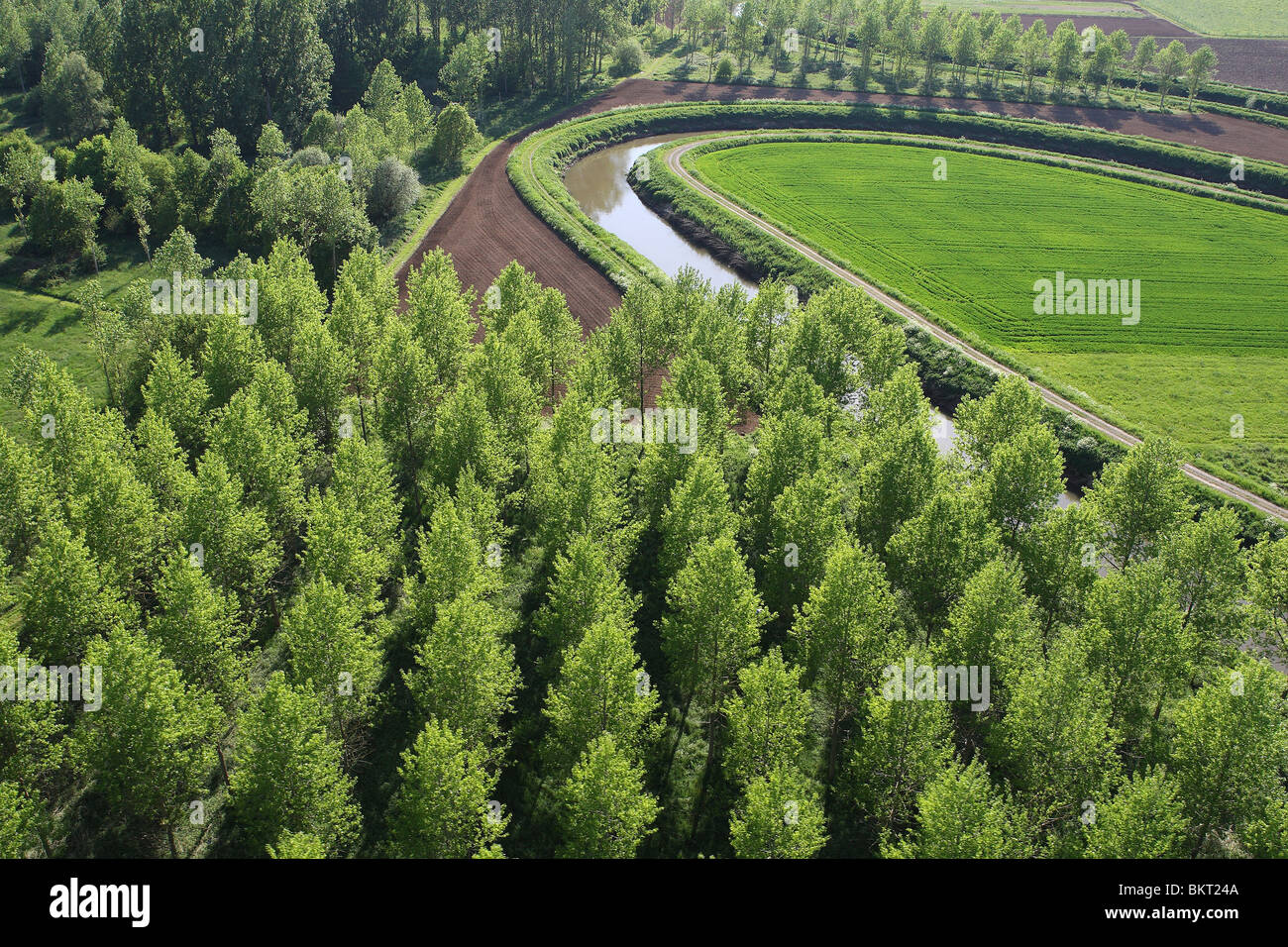 Meanderende rivier Demer met Populieren (Populus sp.), Demervallei ...