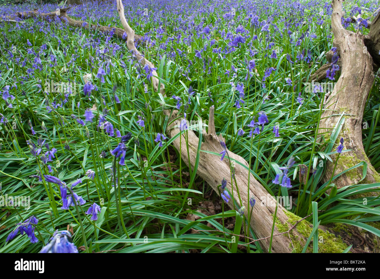 Common bluebell bloom flower hi-res stock photography and images - Alamy