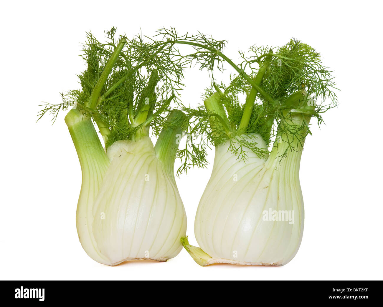 Two fennel isolated on white background Stock Photo - Alamy