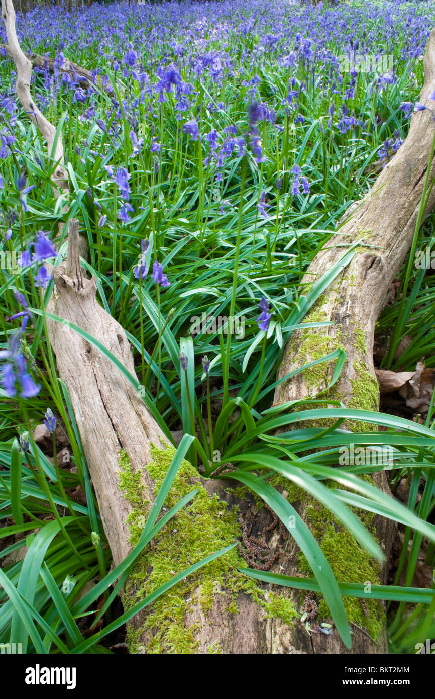 Common bluebell flowers hi-res stock photography and images - Alamy
