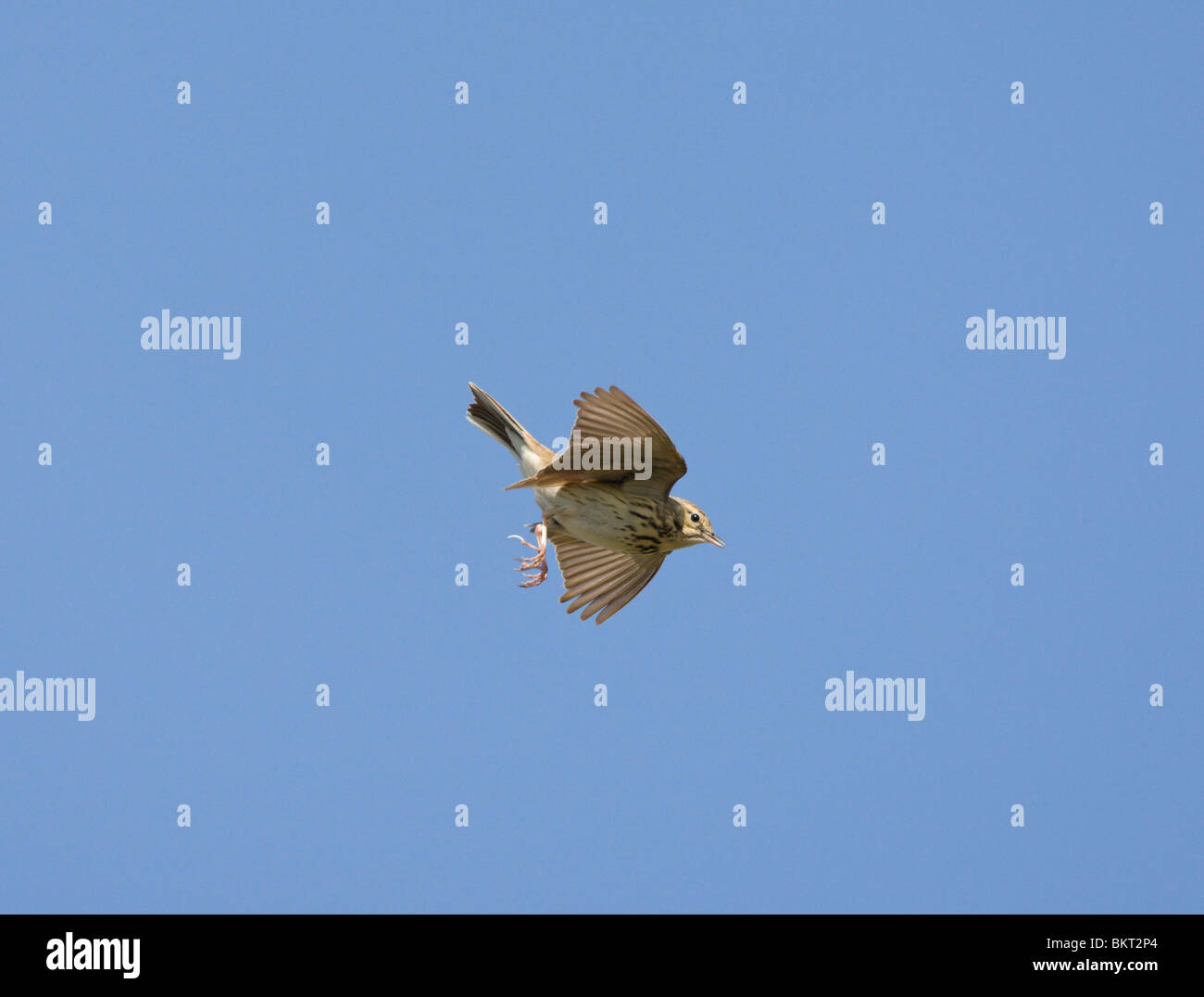 Tree pipit song flight hi-res stock photography and images - Alamy