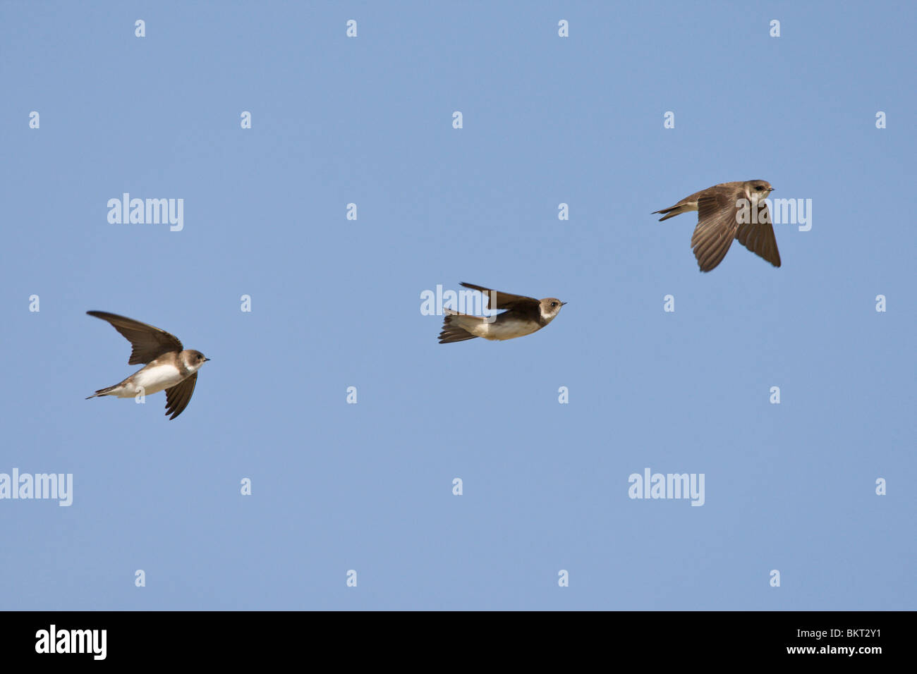Three (3) Flying Sand Martins in blue sky Stock Photo - Alamy