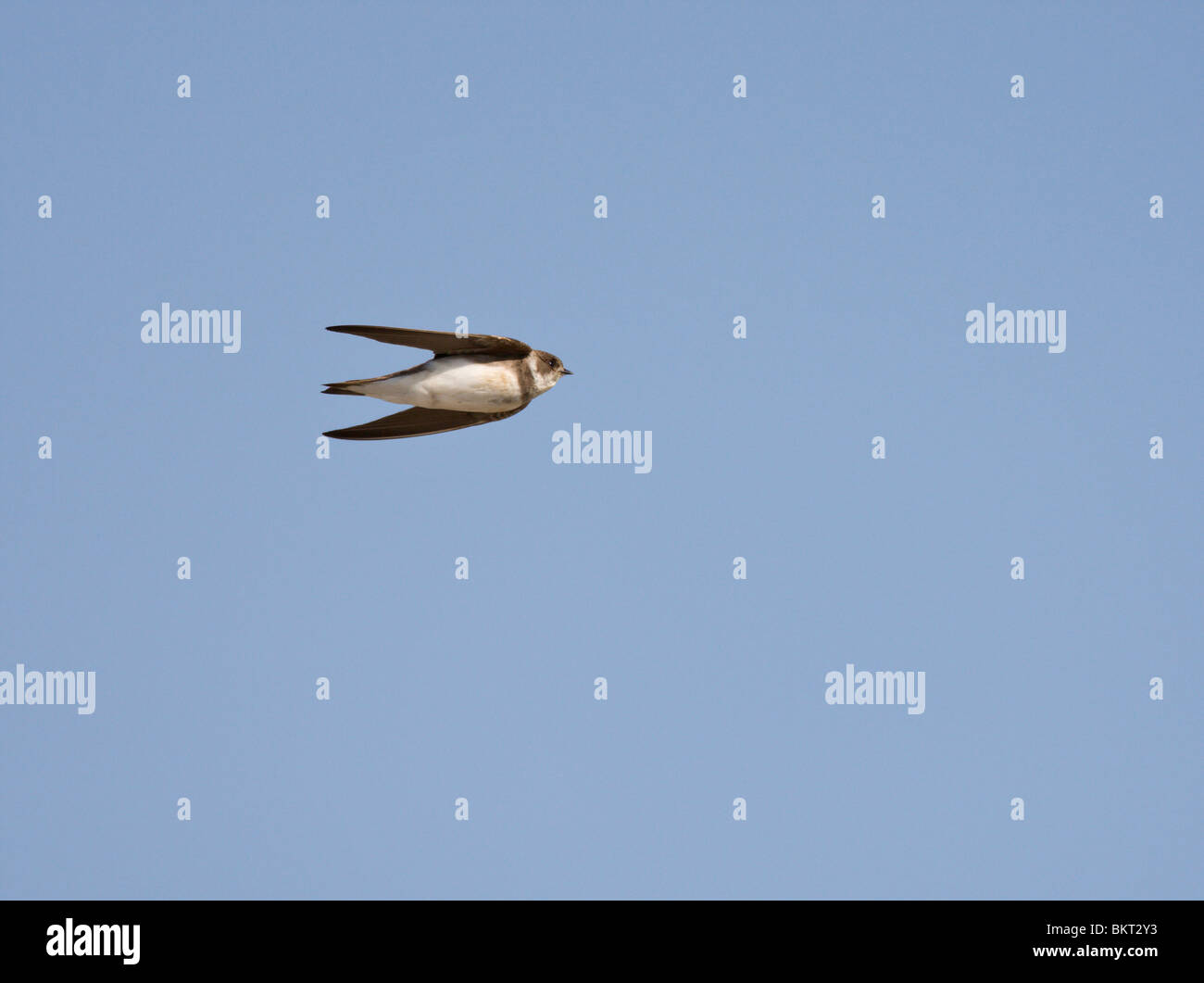 Vliegende Oeverzwaluw in blauwe lucht. Flying Sand Martin in blue sky ...