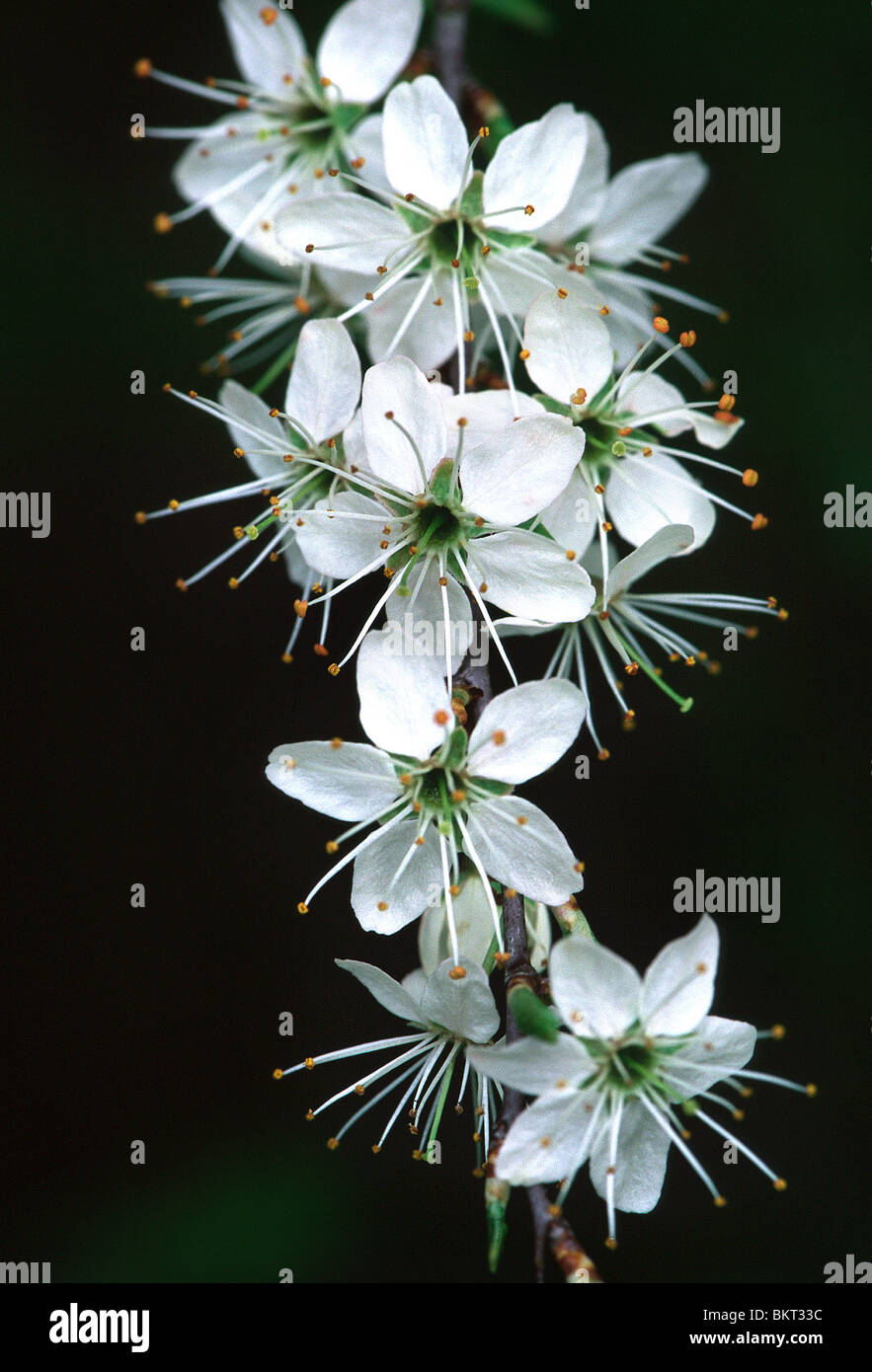 Flowers of Sloe (Prunus spinosa), Belgium Stock Photo - Alamy