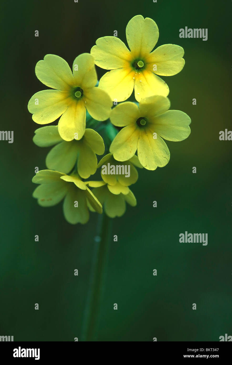 Oxlip (Primula elatior), Belgium Stock Photo - Alamy