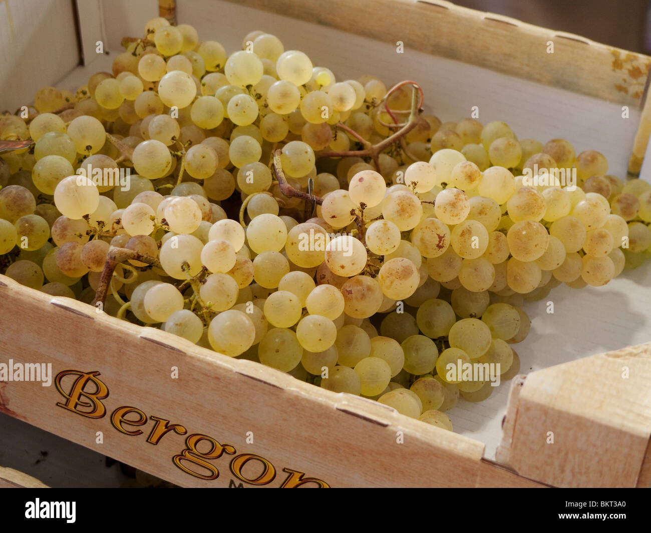 Cluster Of Grapes Stock Photos & Cluster Of Grapes Stock Images - Alamy