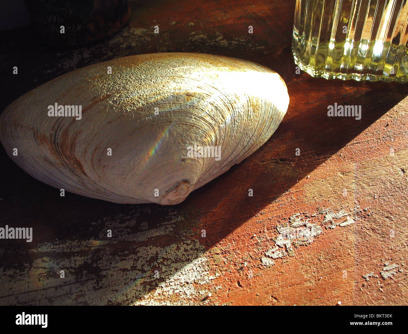 Clam Shell High Resolution Stock Photography and Images - Alamy Clam Shell High Resolution Stock Photography and Images - Alamy