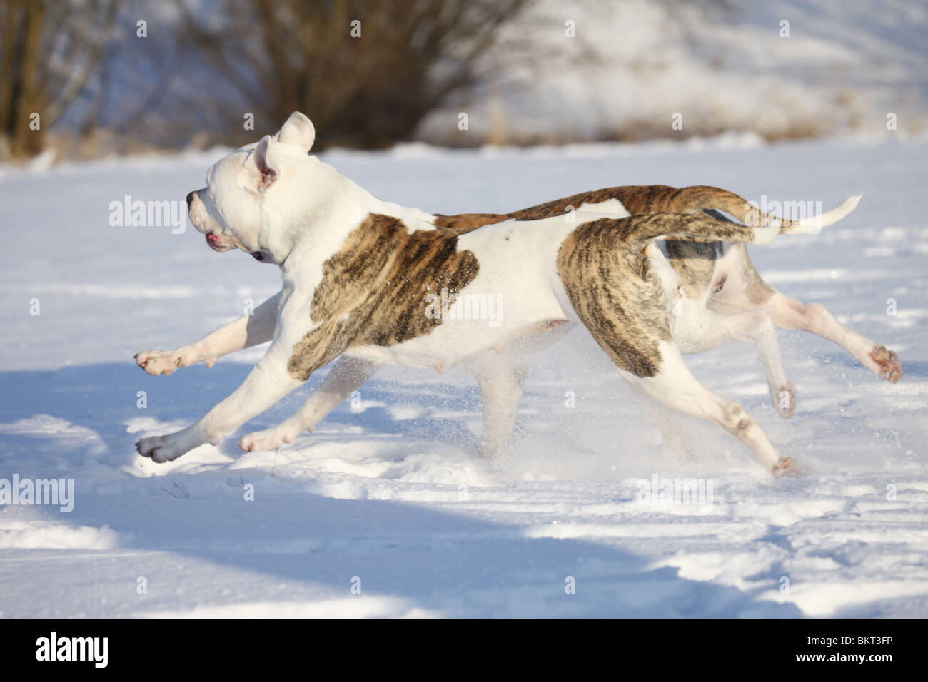 Bulldoggen High Resolution Stock Photography and Images - Alamy