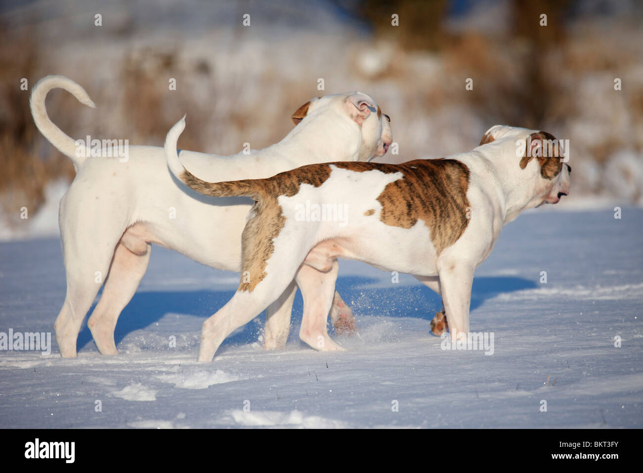 Bulldoggen High Resolution Stock Photography and Images - Alamy