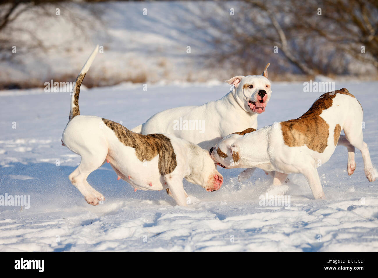 Plays with bull dog dogs hi-res stock photography and images - Alamy