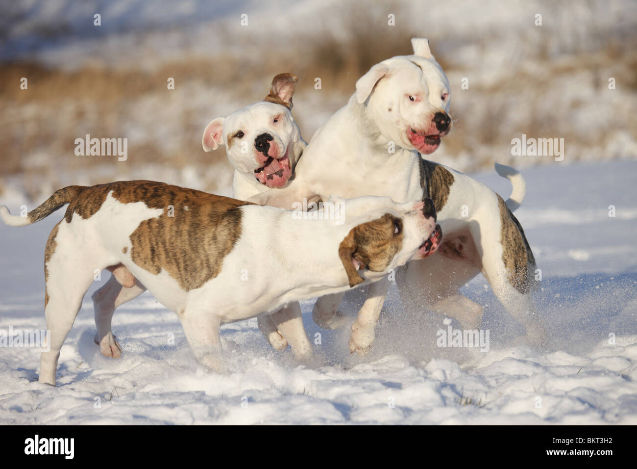 Plays with bull dog dogs hi-res stock photography and images - Alamy