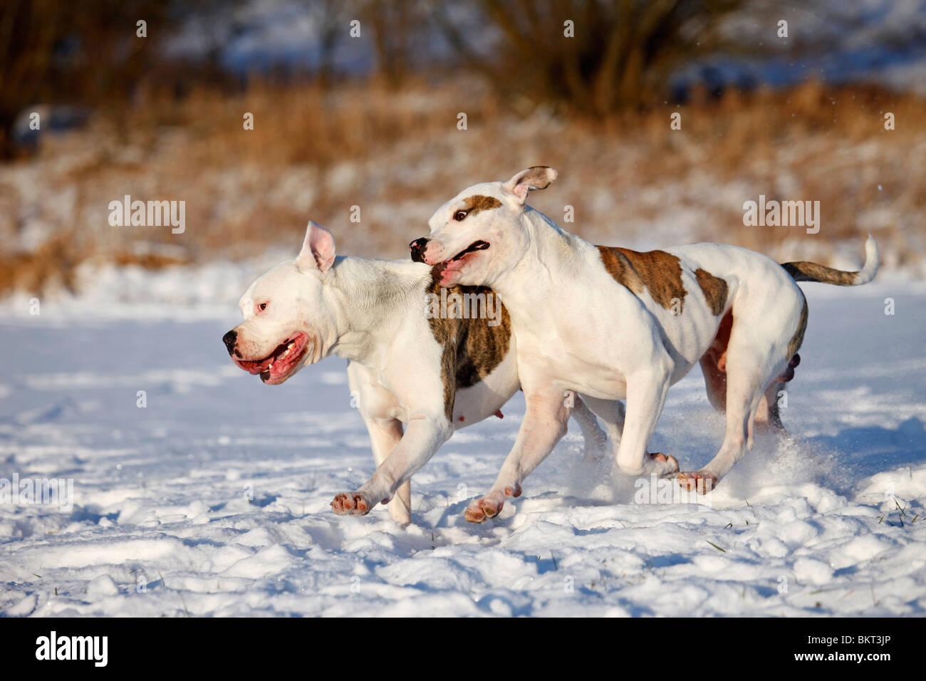 Amerikanische Bulldoggen / American Bulldogs Stock Photo - Alamy