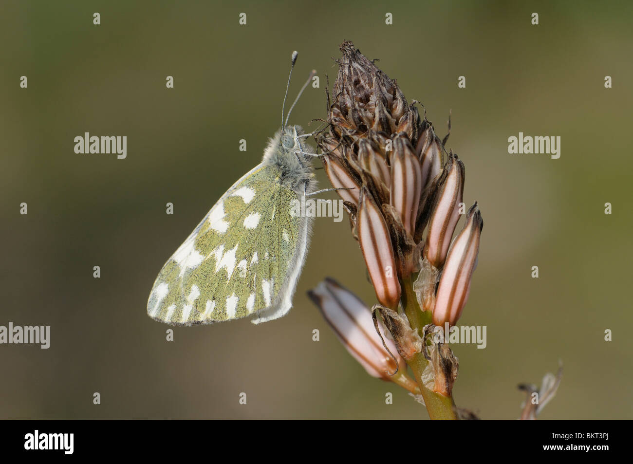 White affodil hi-res stock photography and images - Alamy