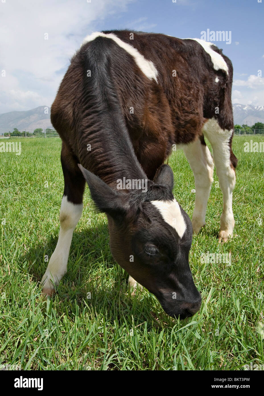 young cow calf feeding in a meadow on a dairy ranch full-length Stock ...