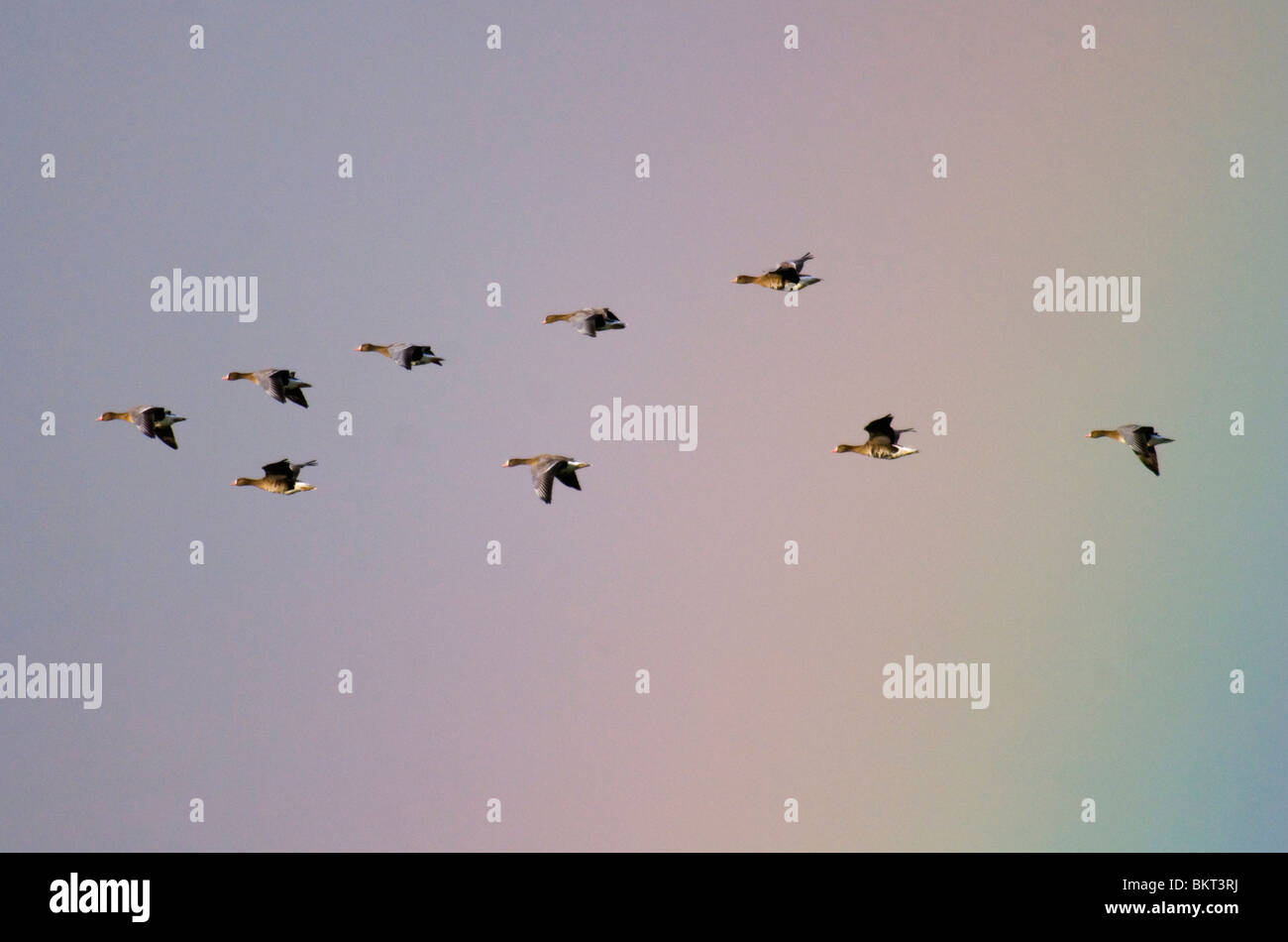 White-fronted geese flying past rainbow Stock Photo - Alamy