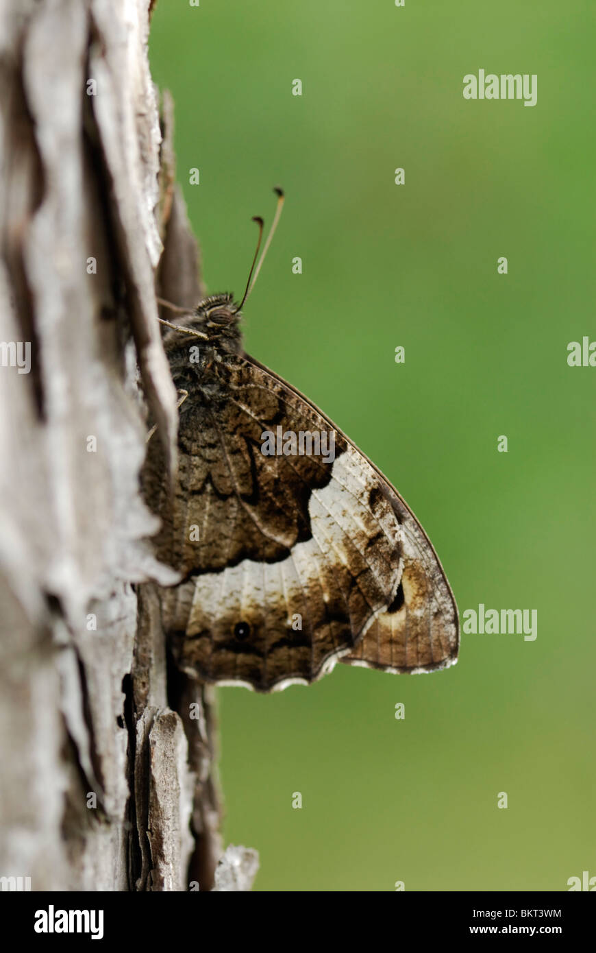 Boswachter hi-res stock photography and images - Alamy