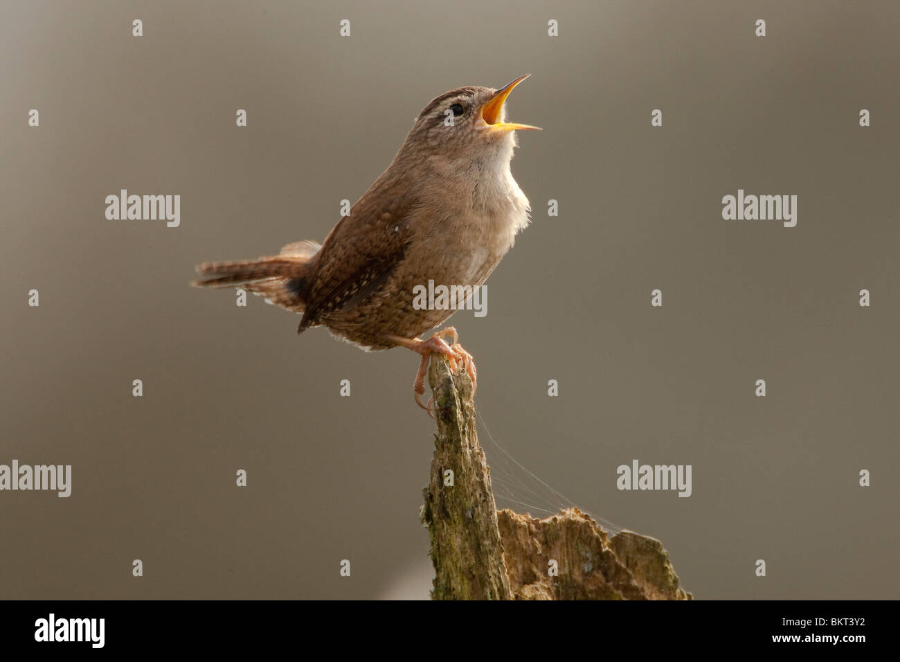 Early wren hi-res stock photography and images - Alamy